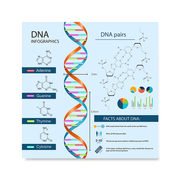 Facts About DNA Poster – EzPosterPrints